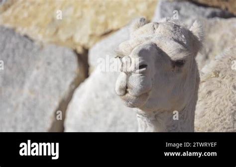 Three Toed Ungulate Stock Videos And Footage Hd And 4k Video Clips Alamy