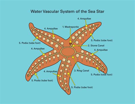 Anatomy Of Sea Star