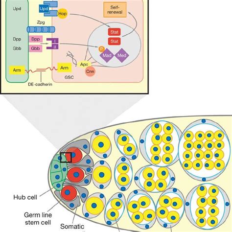 Cross Section Of The C Elegans Hermaphrodite Gonad The Putative Germ Download Scientific