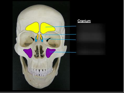 Cranium Diagram Quizlet