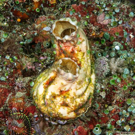 Polycarpa Sp 3 Polycarpa Sp 3 Spanglers Scuba