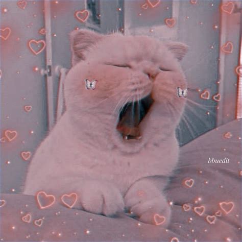 Pin By Bbuedit 📓 On ♡ᵎ ꒰ Cats Edits ꒱ Funny Cat Wallpaper Cute Cats