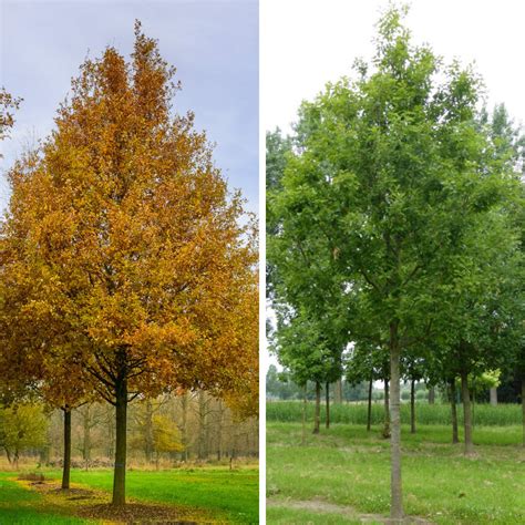 Stejar Quercus Robur