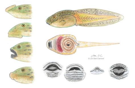 Mouth Anatomy Of Frog