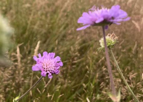 Meet The Nature Recovery Rangers Dr Duika Burges Watson Nhs Forest