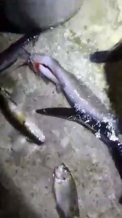 Yutubeshorts Isda Sa Ilog Youtube