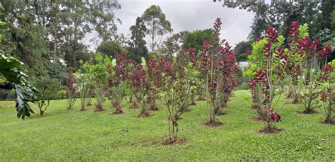 Lechero Africano La Planta De La Vida Medicinal