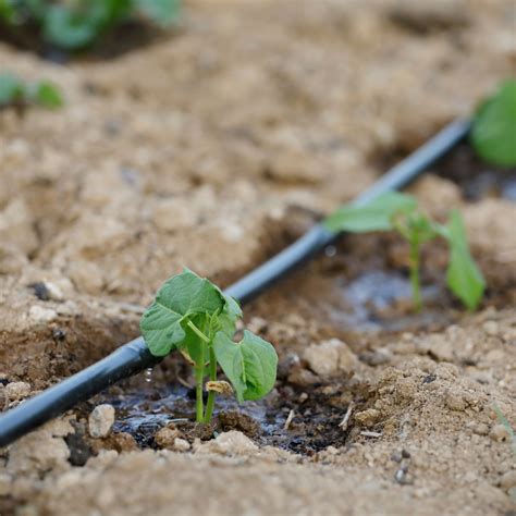 Drip Irrigation Pros And Cons