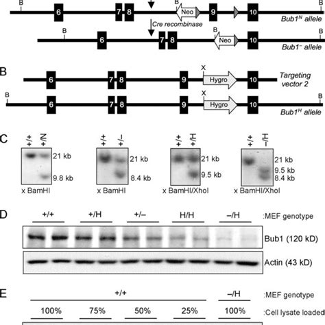 Bub1 Insufficiency Causes Various Chromosome Segregation Errors A