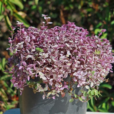Pink Panther Plant Care Pink Panther Plant Care Guide Vhktx