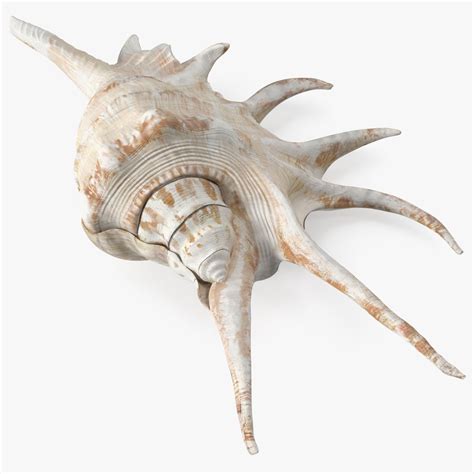 Scorpio Spider Shell 3d Model 29 3ds Blend C4d Fbx Max Ma Lxo Obj Free3d