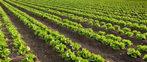 Open Field Vegetables Higher Value Crop Production Rivulis
