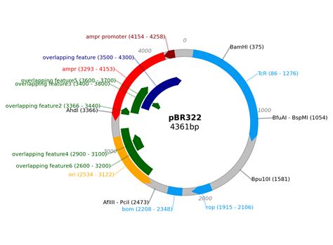 What Is Plasmidcanvas — Plasmidcanvas 100 Documentation