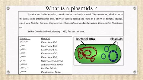 Design Of Plasmid Vector And Prokaryotic And Eukaryotic Vectors Ppt