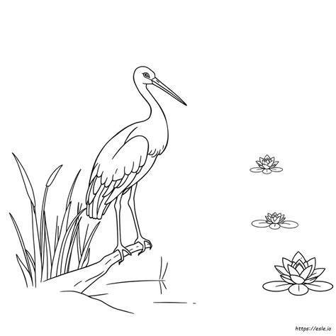 Ibis Mewarnai Gambar