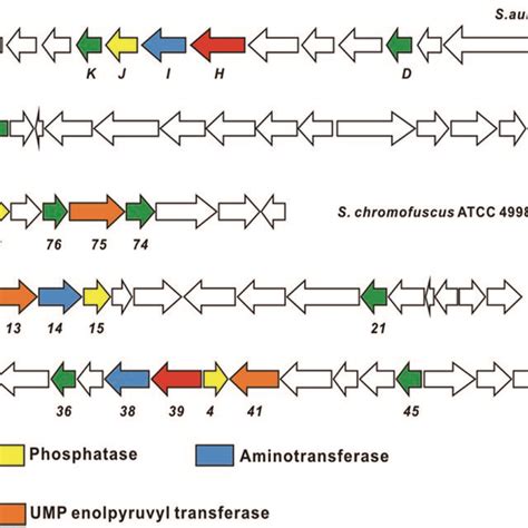 Target Directed Genome Mining Of The Potential Nucleoside Antibiotics Download Scientific