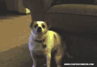 Perros  Conseguir El Mejor  En Er