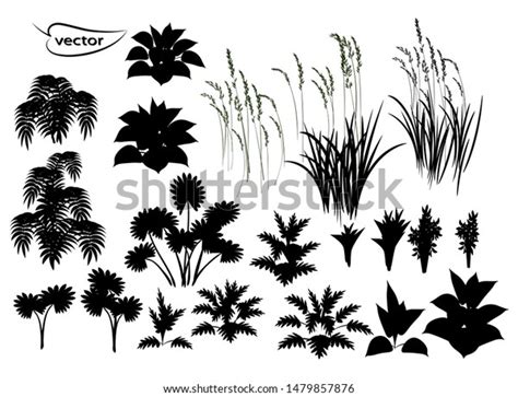 Vector Illustration Plant Contour Grass European Stock Vector Royalty