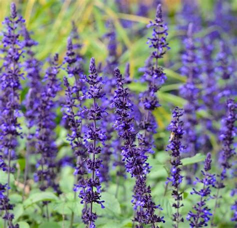 Salvia Mystic Spires Blue Sage Salvia Rose Companion Plants Spires