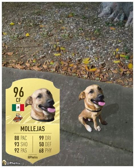 Mollejas Perrito Que Invadió El Terreno De Juego Realizó Exámenes