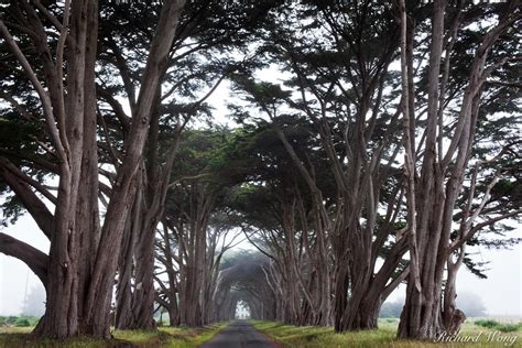 Cypress Tree Tunnel Point Reyes National Seashore California Richard Wong Photography