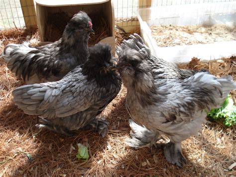 Bantam Salmon Faverolles Splash Silkie Mix Backyard Chickens Learn