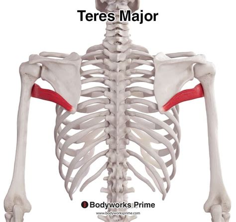 Teres Major Muscle Muscle Anatomy Massage Therapy Anatomy And 11 Best