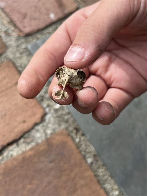 We Found These Tiny Bones In The Yard In Upstate Ny Is One Of Them A Skull Any Ideas On The
