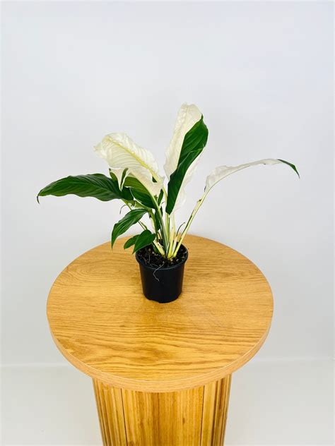 Spathiphyllum Picasso Random Selection Uprooted Buy Plants Online