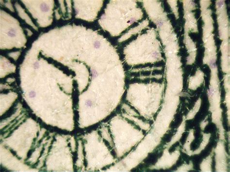 One Hundred Dollar Bill Under Microscope