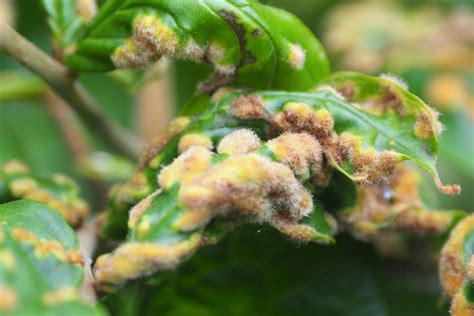 Weed Busting Success In Rarotonga Manaaki Whenua