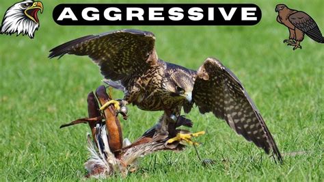 Top 10 Most Aggressive Birds At Sharon Conner Blog