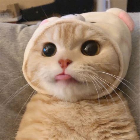 50 Funny Cat Pfps To Make Your Profile Stand Out In 2026 Amj