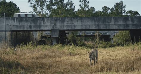 How Restoring The Everglades Can Save The Florida Panther And Our Home