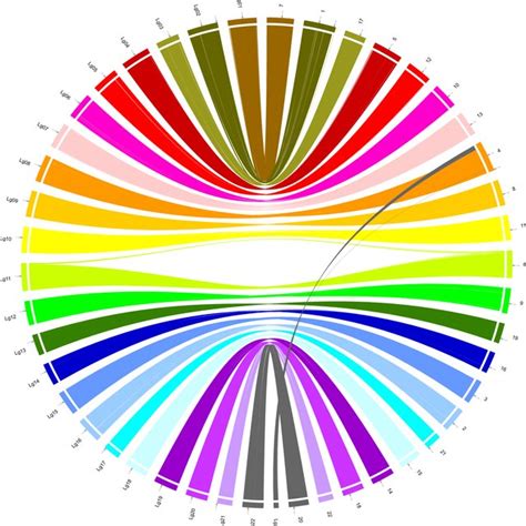 Circos Graph Of Whole Genome Synteny Analysis For Female Genome And The