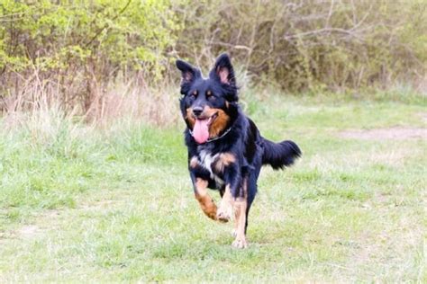 German Shepherd Border Collie Mix Characteristics And Facts Pets Nurturing