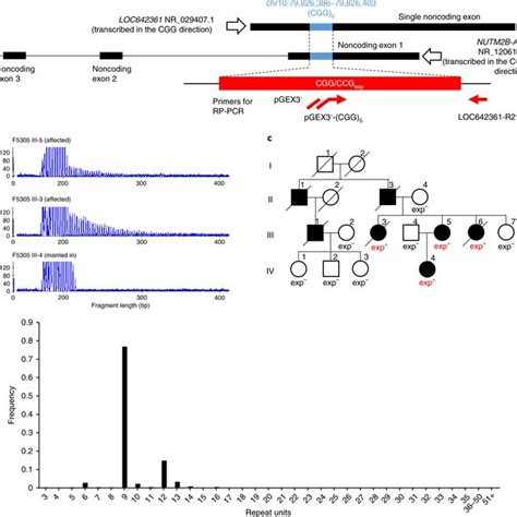 Identification Of Cgg Repeat Expansions In Loc642361nutm2b As1 In A Download Scientific