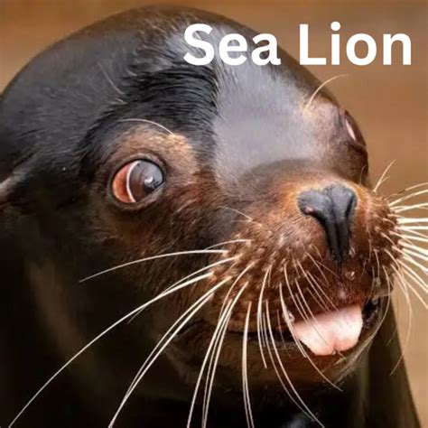 Sea Lion Song And Lyrics By Yuno Miles Spotify