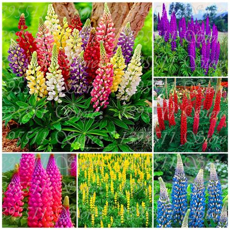 Buy Flower Seeds Lupin Pixie Delight Dwarf Seeds Flowering Plants For Canopy Garden Home
