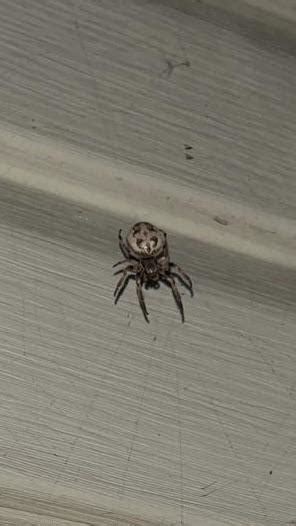Found In North Mo Rspiderid