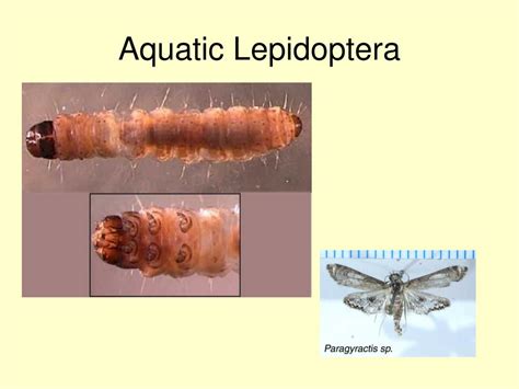 Ppt Phylum Arthropoda Class Insecta Order Lepidoptera Butterflies And Moths Powerpoint