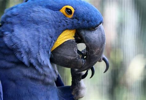 Is The Blue Macaw Extinct Interesting Facts And Faqs