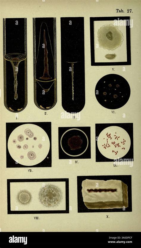 Atlas And Essentials Of Bacteriology New York William Wood And Co