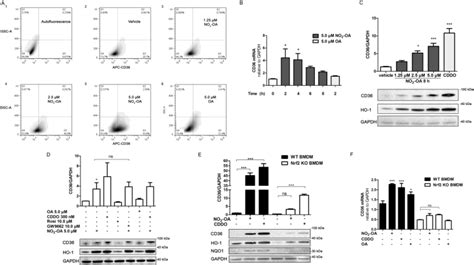 Nitro Oleic Acid A Ligand Of Cd36 Reduces Cholesterol Accumulation By