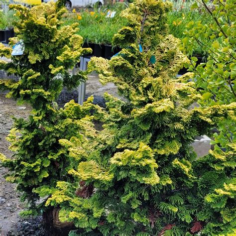 Chamaecyparis Obtusa Aurea Golden Hinoki Cypress Siteone