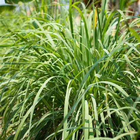Lemon Grass Lesioi Farm