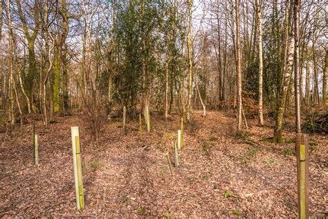 A Woodland Copse What Is It And What Might We Find In It Cumbria