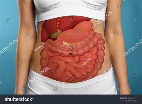 Female Intestine Diagram