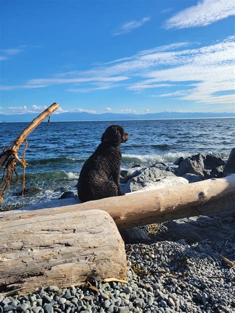 In Loving Memory Of Ruby Vivi Therapy