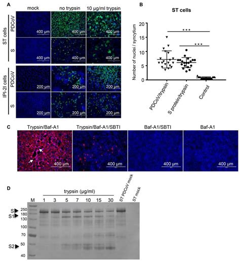 Cell Fusion Induced By Trypsin Treatment A Trypsin Activated Cell
